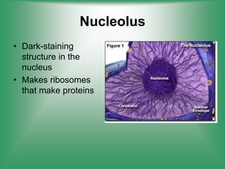 NOTES Cell Structure and Function.pdf