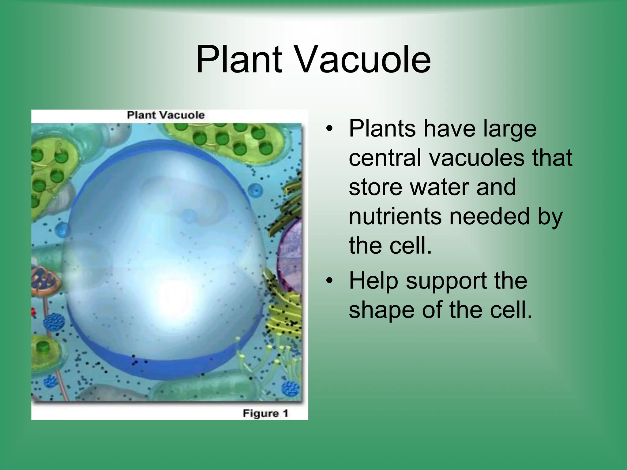 Notes Cell Structure and Function.slide share pdf | PDF