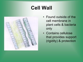 Notes Cell Structure and Function.slide share pdf | PDF