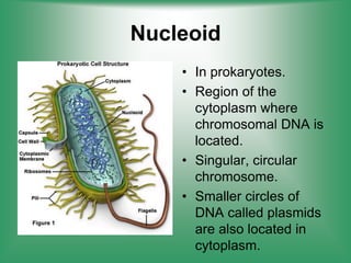 Notes Cell Structure and Function.slide share pdf | PDF