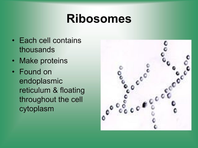 Notes Cell Structure And Functionslide Share Pdf Pdf