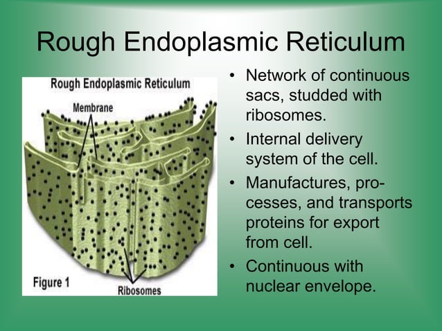 Notes Cell Structure And Functionslide Share Pdf Pdf