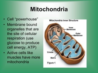 Notes Cell Structure and Function.slide share pdf | PDF