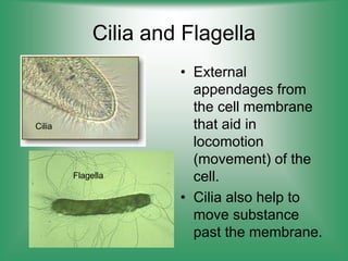 Notes Cell Structure and Function.slide share pdf | PDF