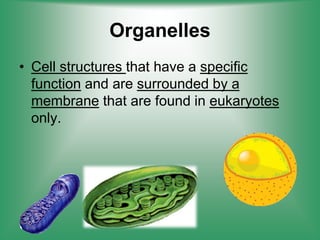 Notes Cell Structure and Function.slide share pdf | PDF
