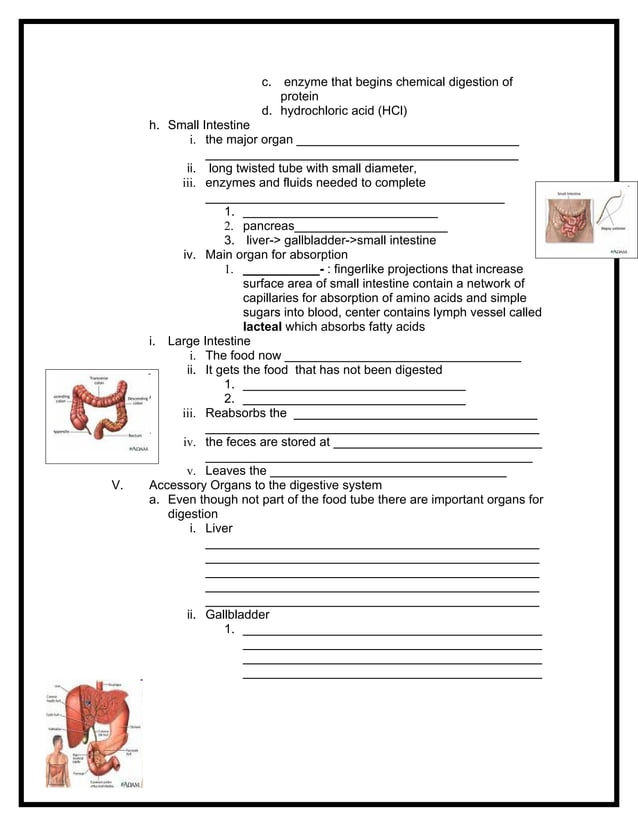 Notes digestive system | DOC | Digestive Disorders | Diseases and ...