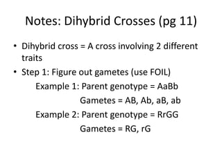 Notes dihybrid crosses | PPT