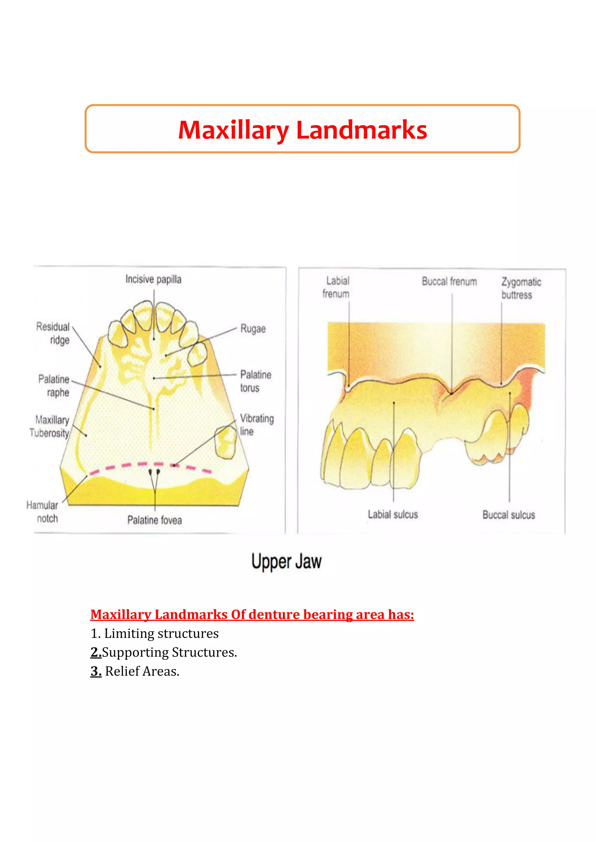 Anatomical Landmarks "NOTES" Of R.Prosthodontics | PDF