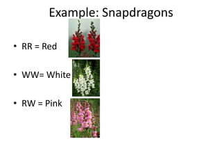 Incomplete Dominance Snapdragons