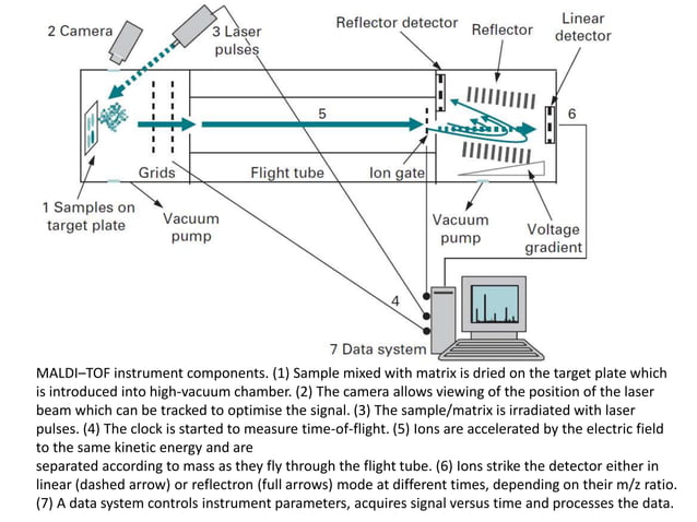 Fundamentals of Mass Spectrometry | PPTX | Chemistry | Science