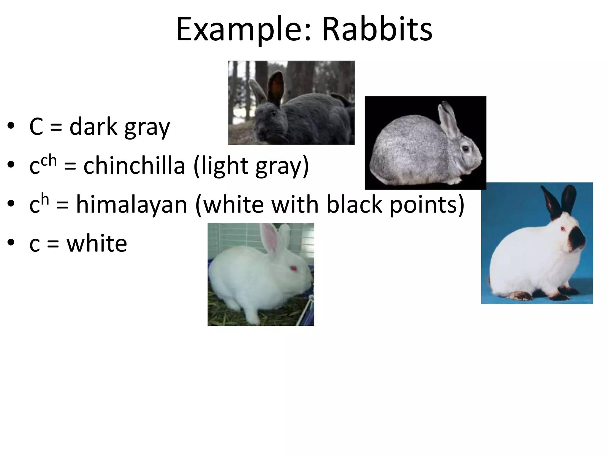 Multiple Alleles Rabbits