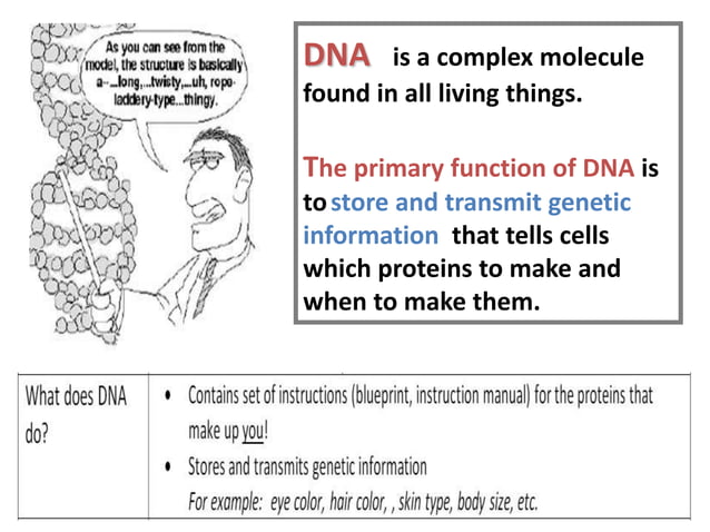 Notes on DNA | PPTX