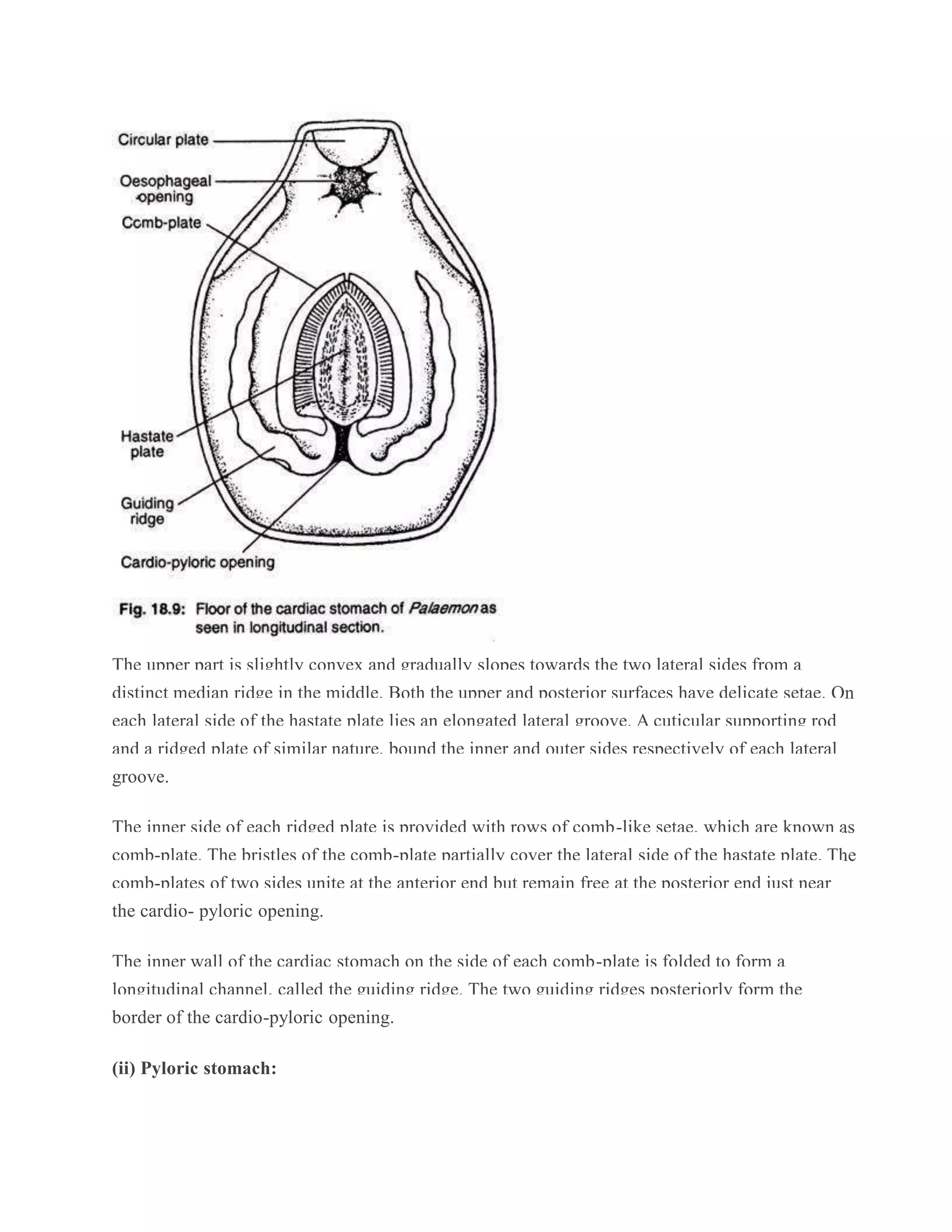 Notes on prawn | PPTX