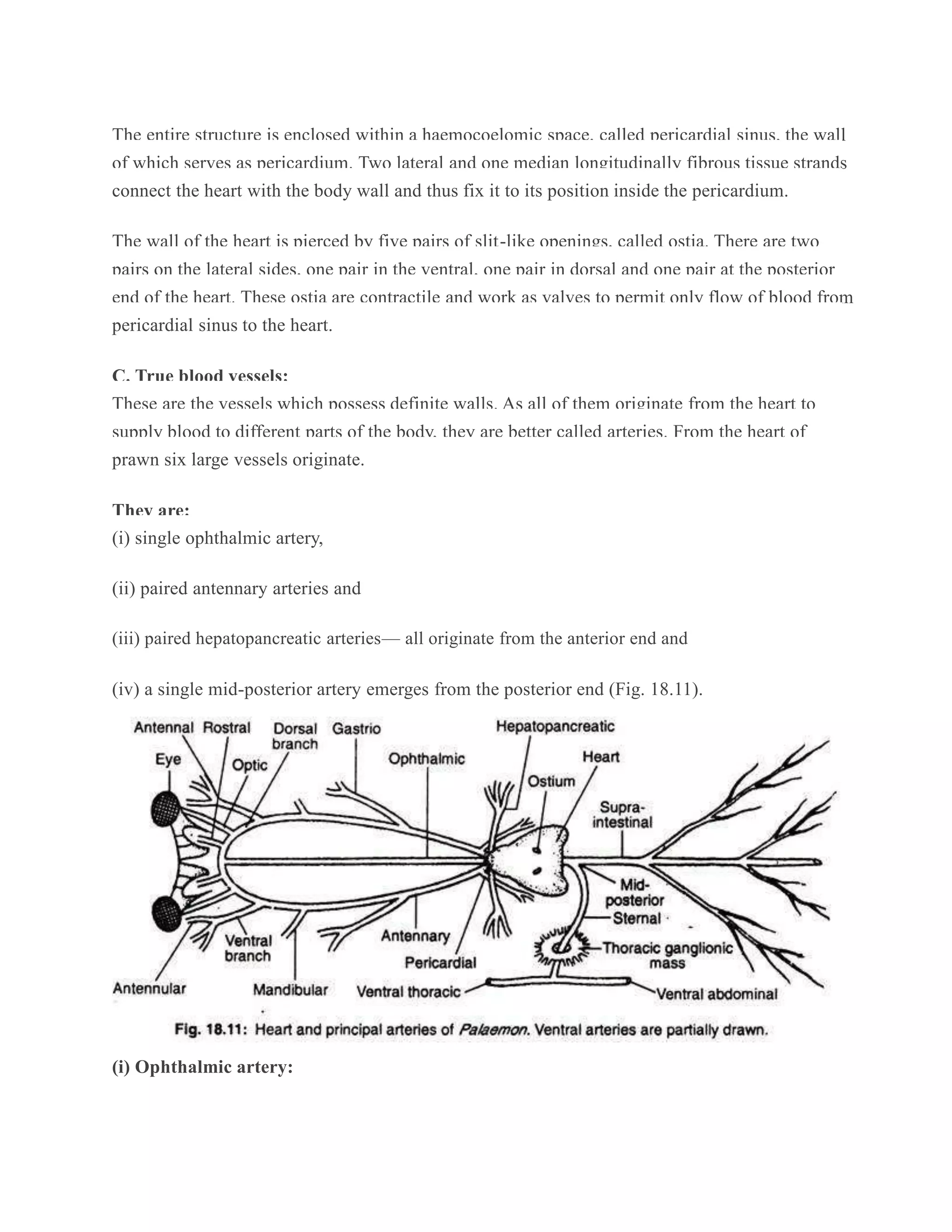Notes on prawn | PPTX