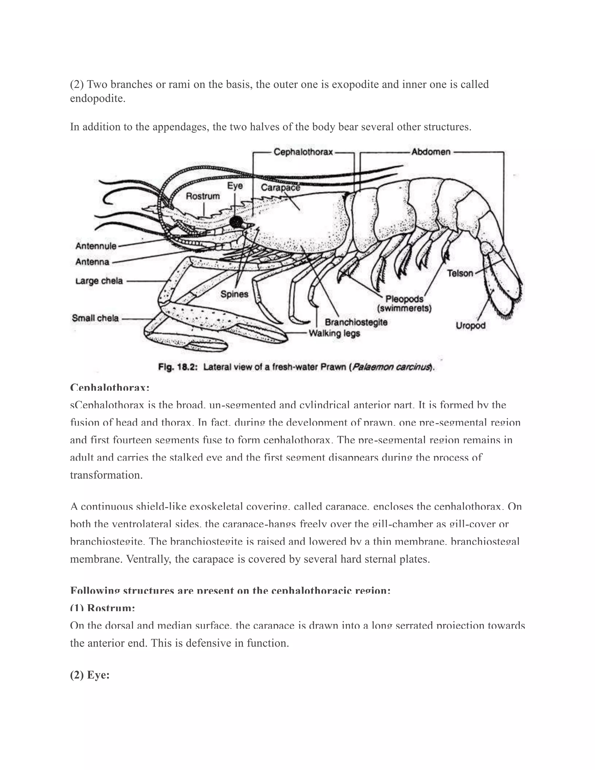Notes on prawn | PPTX