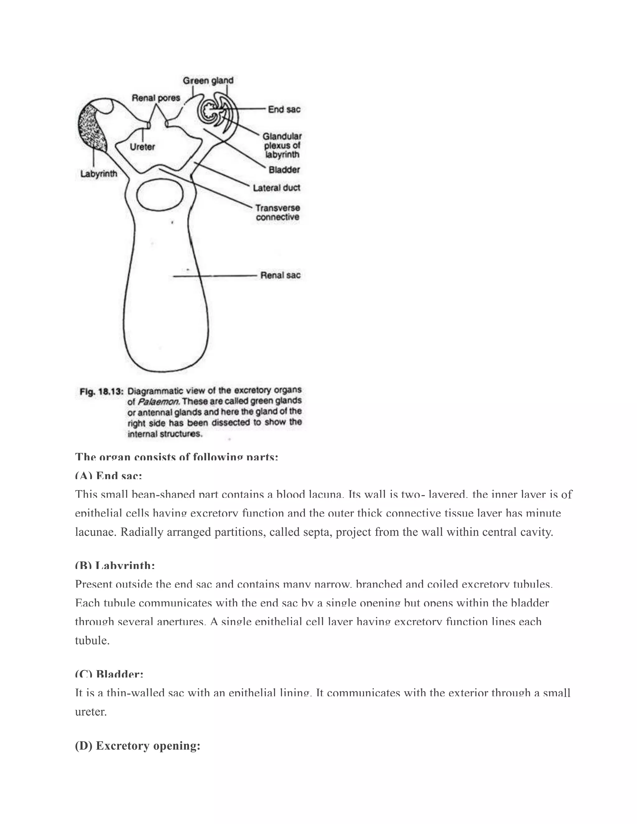 Notes on prawn | PPTX