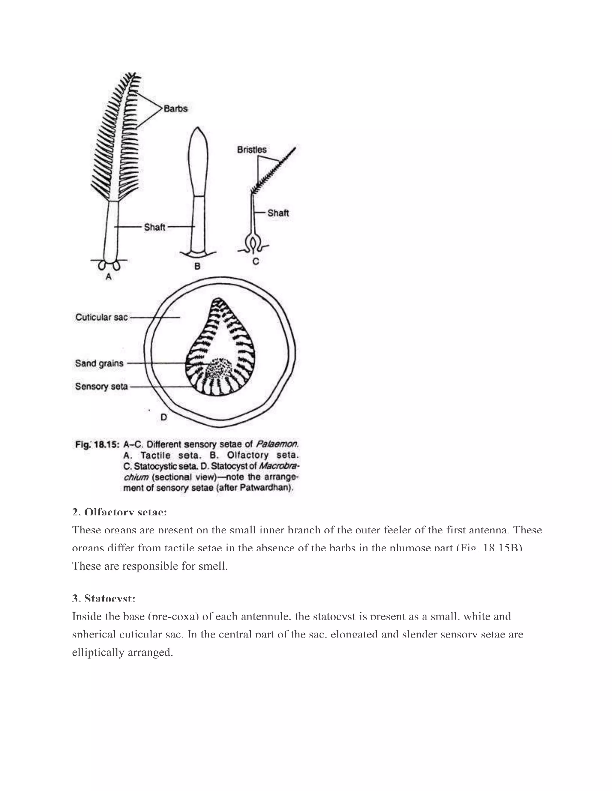 Notes on prawn | PPTX