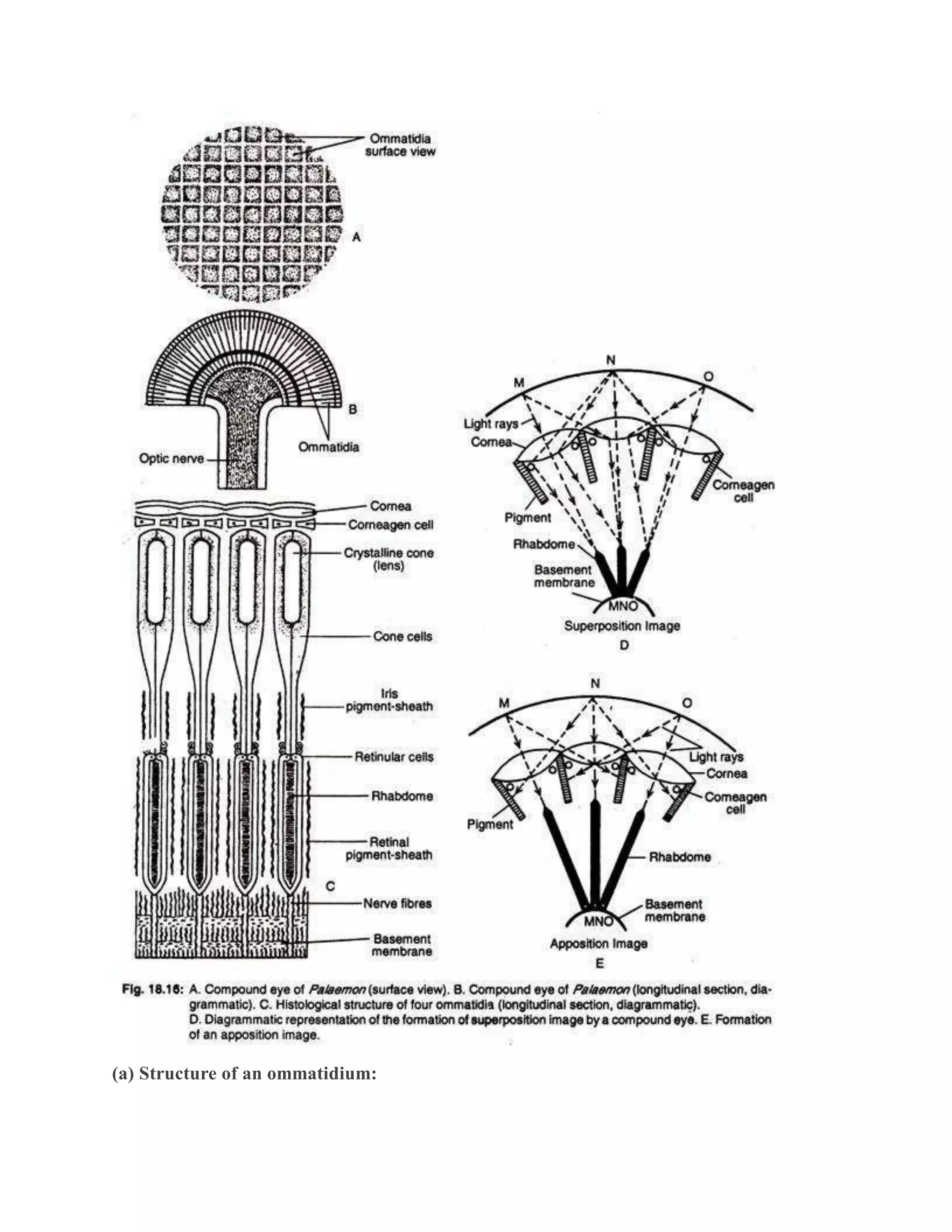 Notes on prawn | PPTX