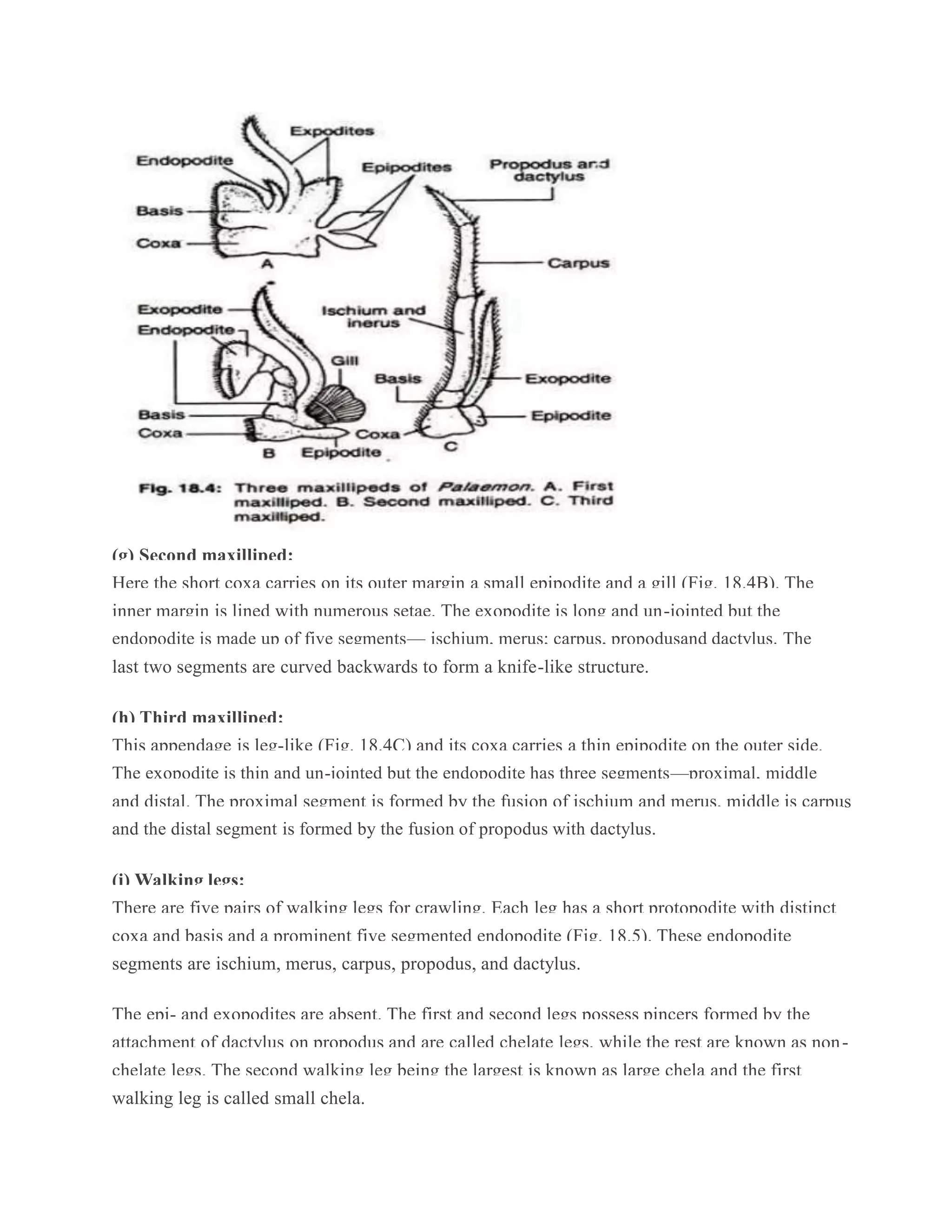 Notes on prawn | PPTX
