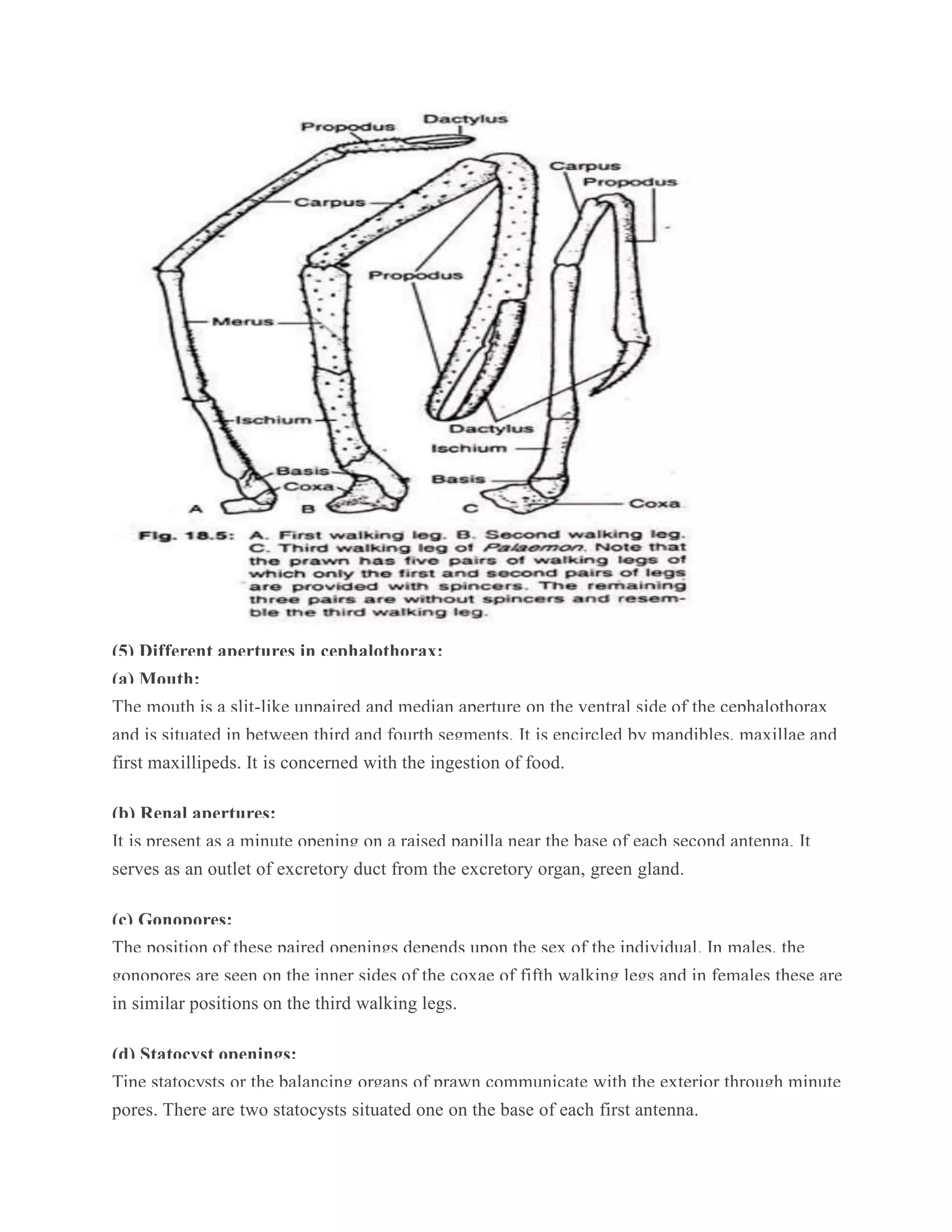 Notes on prawn | PPTX