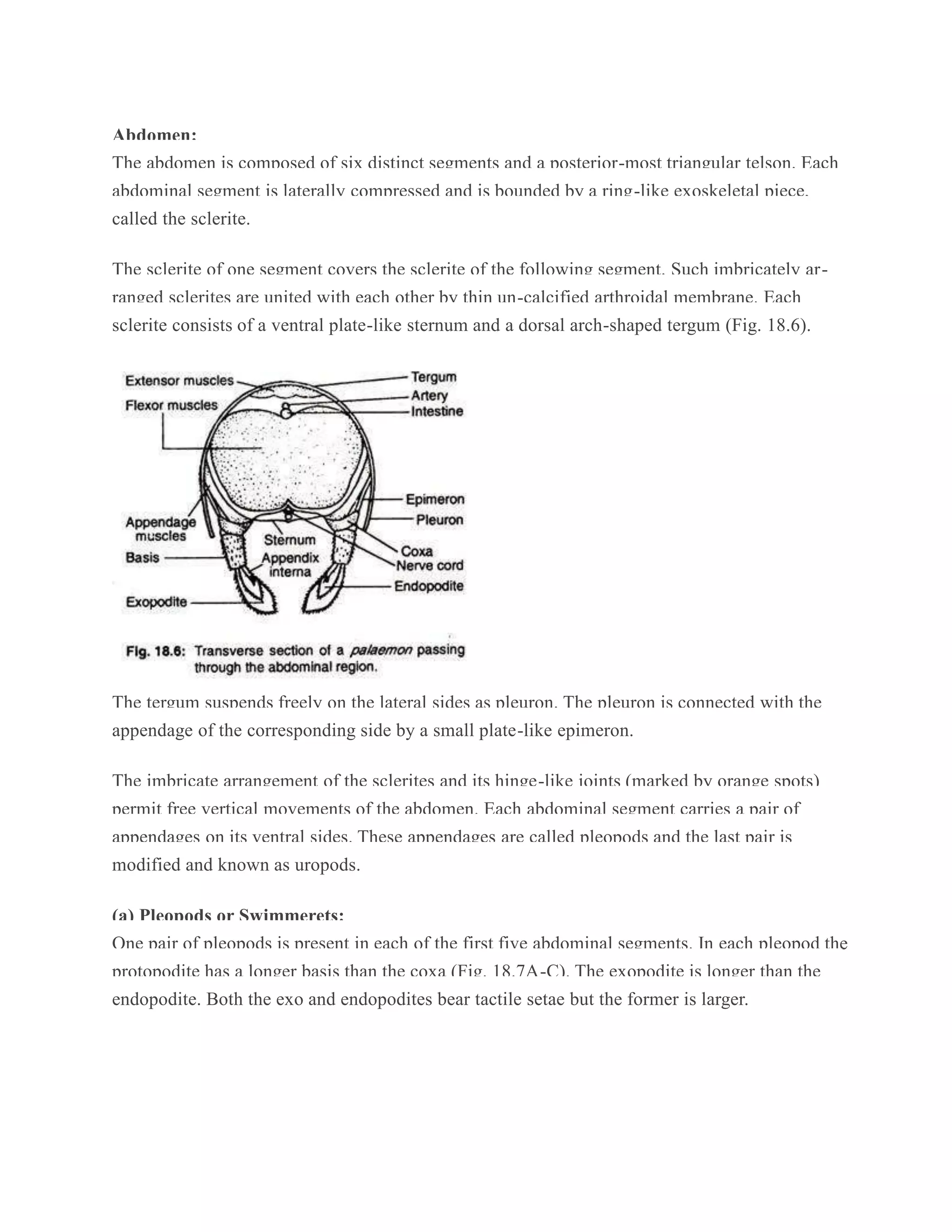 Notes on prawn | PPTX