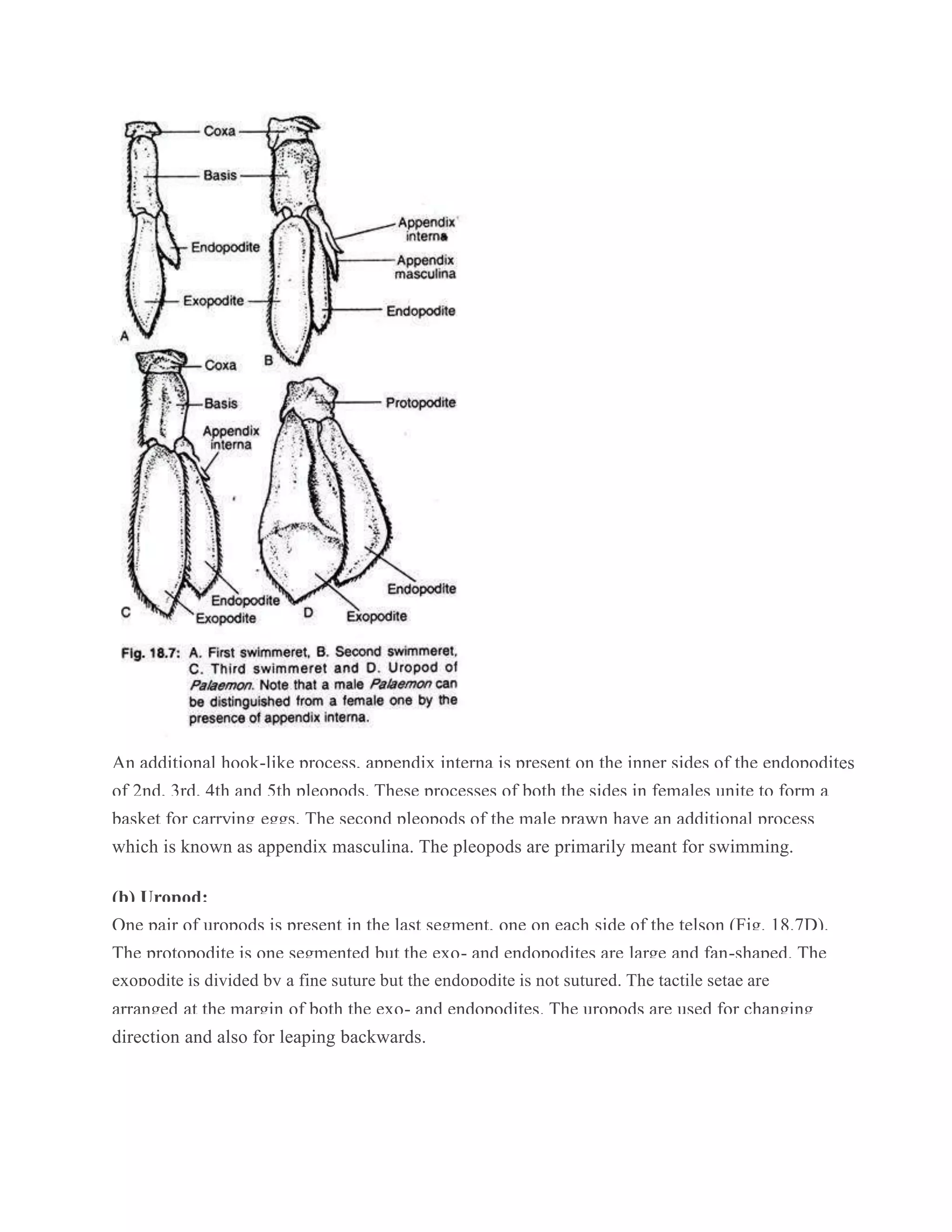 Notes on prawn | PPTX