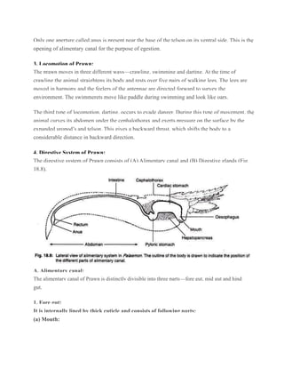 Notes on prawn | PPTX