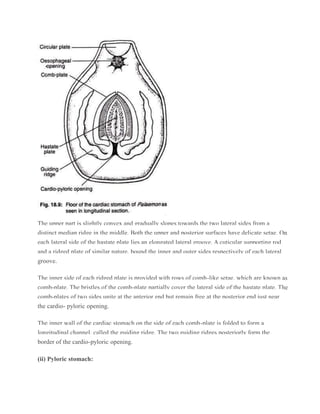 Notes on prawn | PPTX