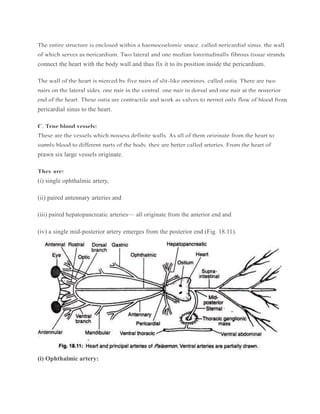 Notes on prawn | PPTX