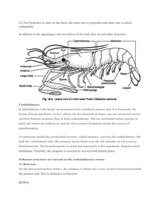 Notes on prawn | PPTX