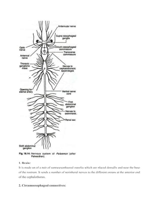 Notes on prawn | PPTX