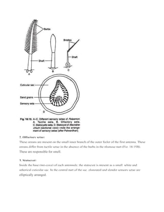 Notes on prawn | PPTX