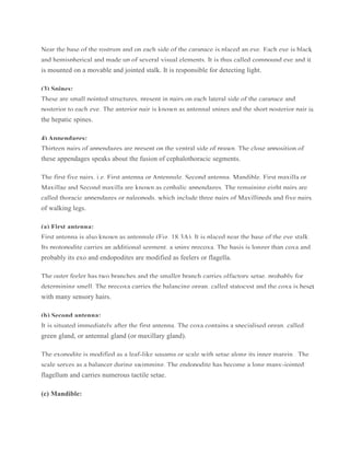 Notes on prawn | PPTX