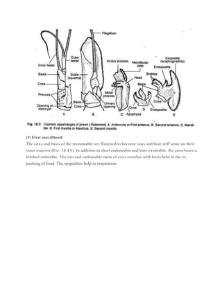 Notes on prawn | PPTX