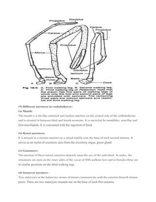 Notes on prawn | PPTX