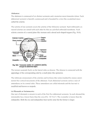 Notes on prawn | PPTX