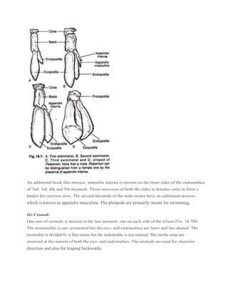 Notes on prawn | PPTX