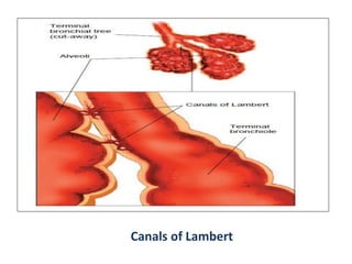 Notes on respiratory anatomy | PPSX