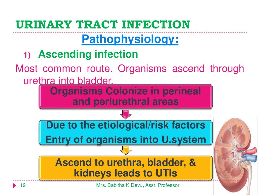 Notes on urinary disorders 1