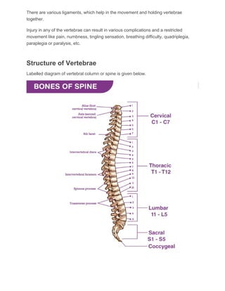 NOTES ON VERTEBRAL COLUMN ITS STRUCTURE AND FUNCTIONS | DOCX