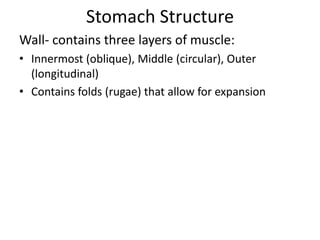 Notes pharynx esophagus stomach | PPTX
