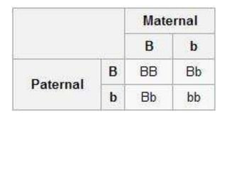 Notes punnett squares | PPTX | Genetics | Science