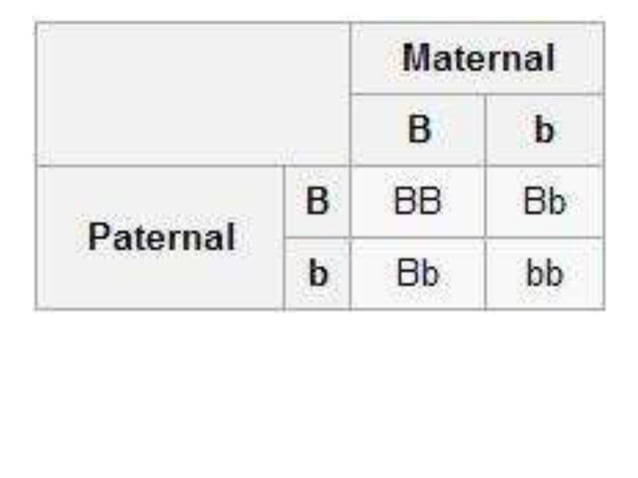 Notes punnett squares | PPTX | Genetics | Science