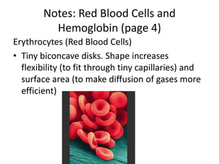 Notes red blood cells and hemoglobin | PPTX