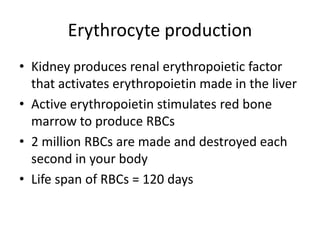 Notes red blood cells and hemoglobin | PPT