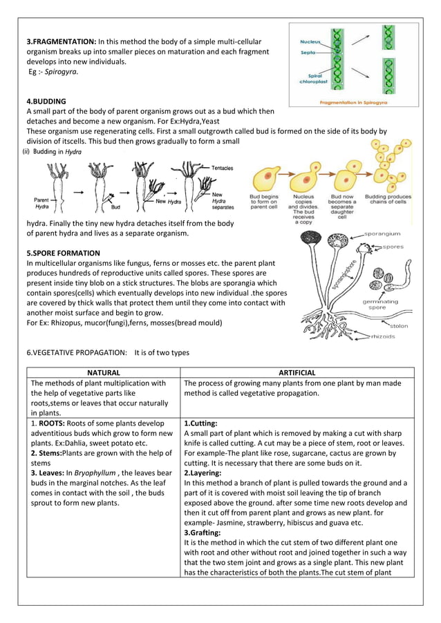 Notes reproduction CLASS 10 | PDF