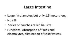 Notes small and large intestines | PPTX