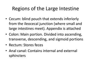Notes small and large intestines | PPTX