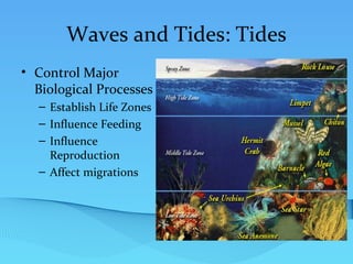 Notes about the Tides | PPT
