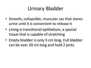 Notes urinary system | PPT